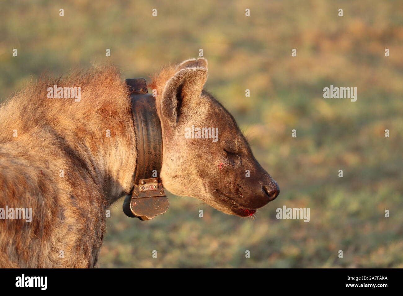Animal tracking gps hi-res stock photography and images - Alamy