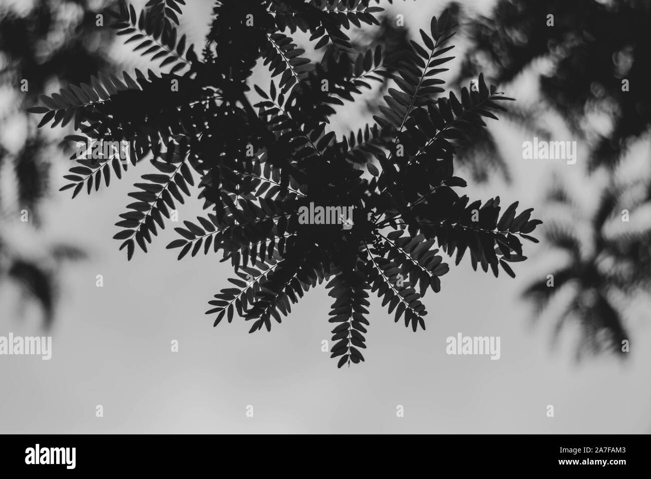 Make more beautiful Black and White Stock Photos & Images - Alamy