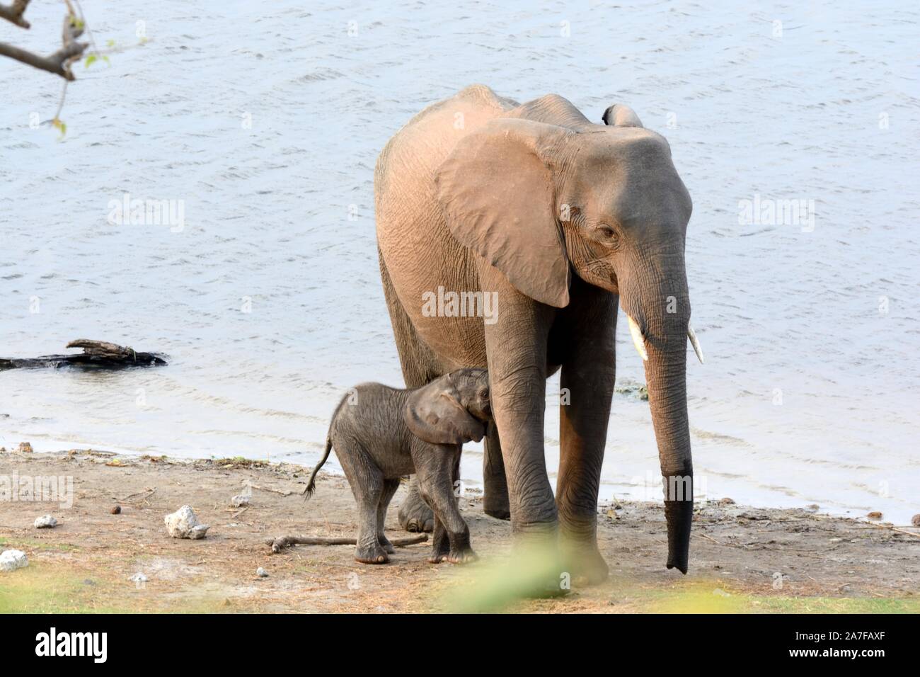 Tiny African baby elephant suckling its mother Loxodonta africana ...