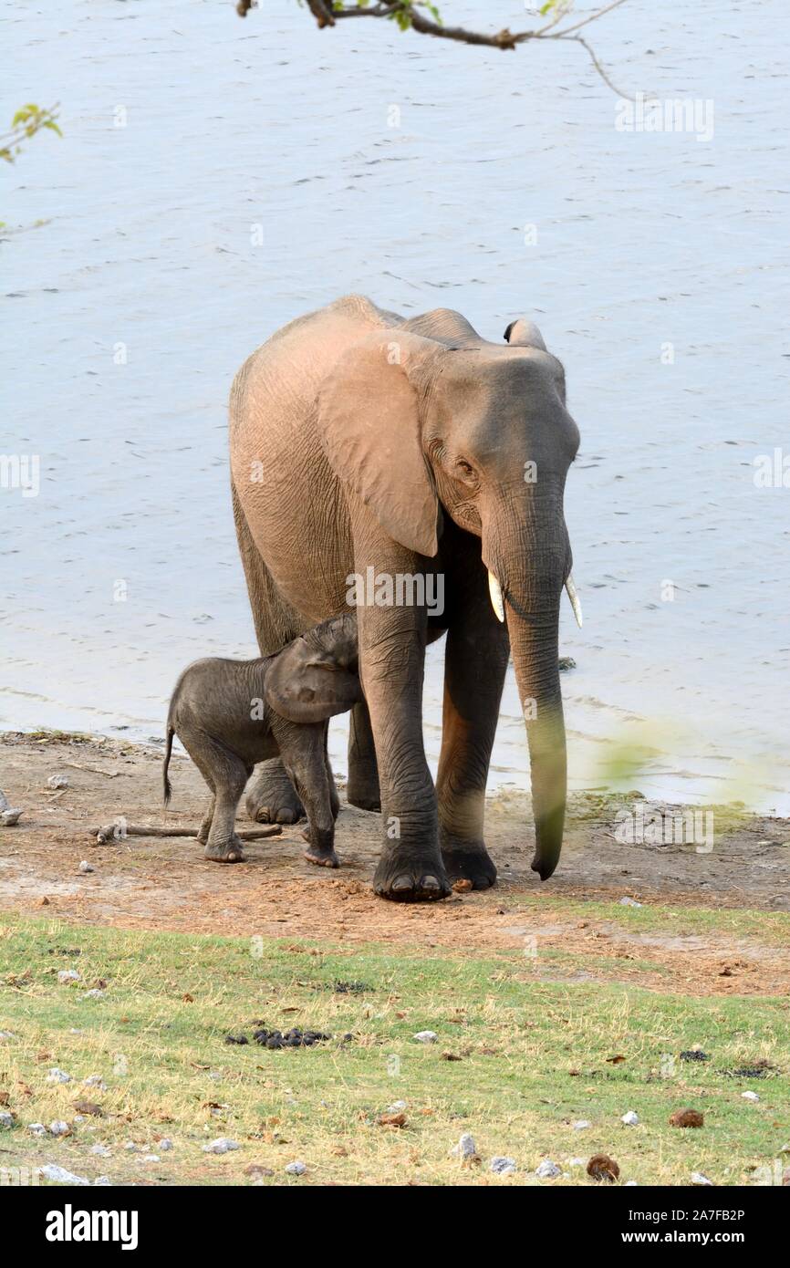 Baby elephant with mother hi-res stock photography and images - Alamy