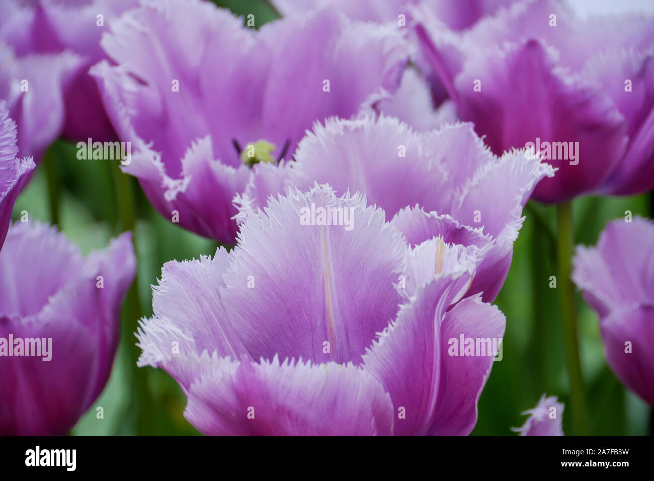 Frilled tulip hi-res stock photography and images - Alamy