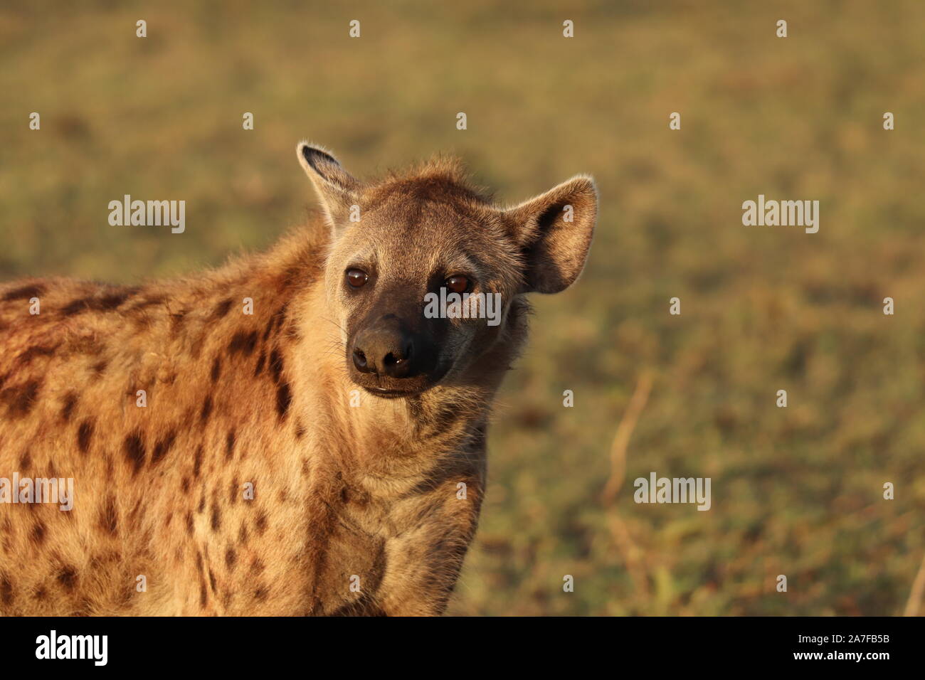 Adult spotted hyena hi-res stock photography and images - Alamy