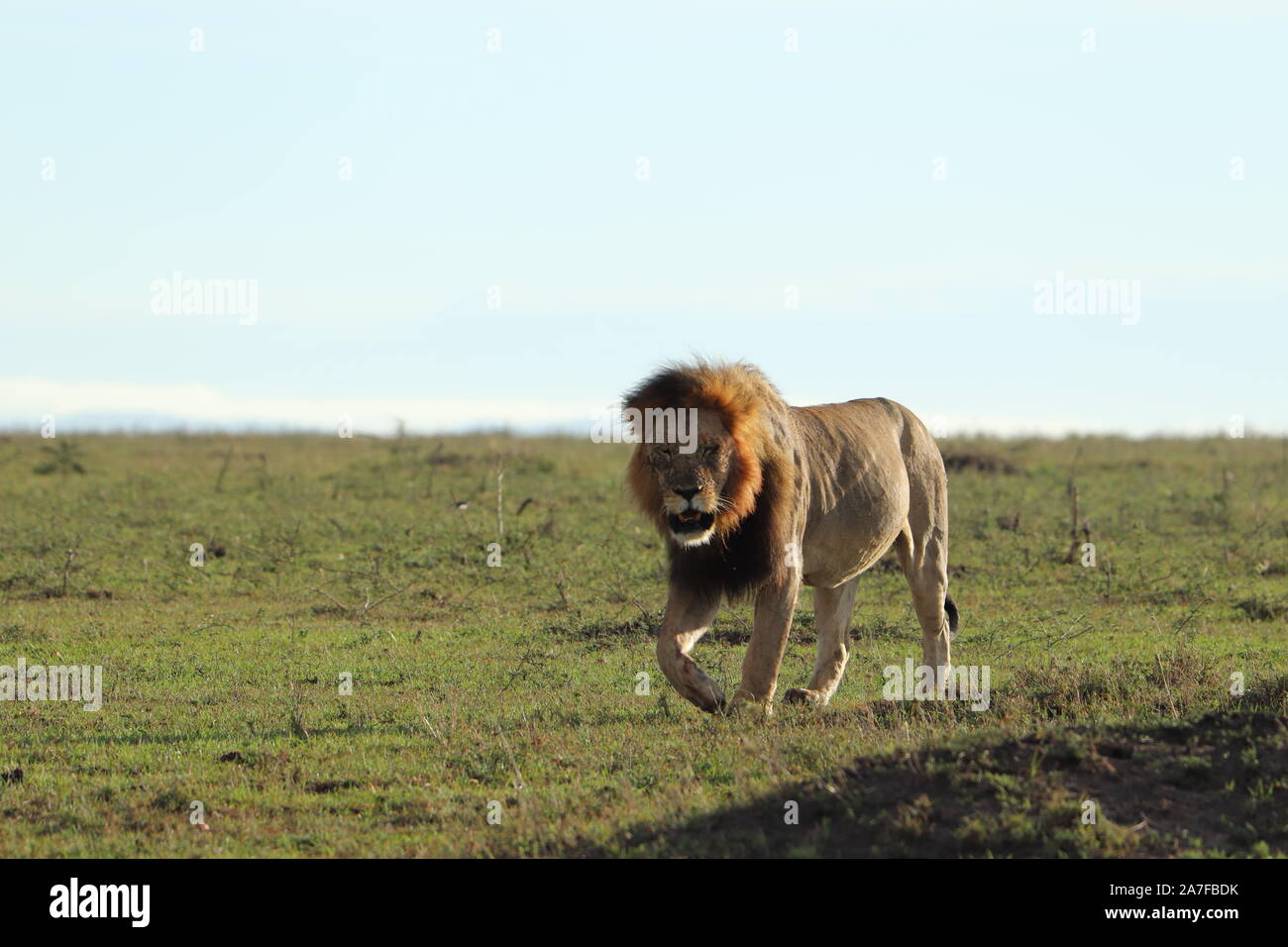 Lion in the african savannah Stock Photo - Alamy