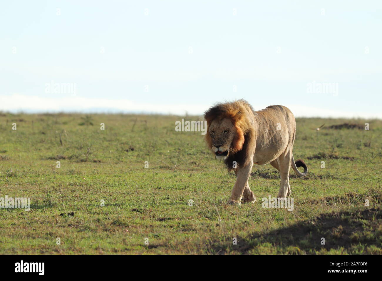 Lion in the african savannah Stock Photo - Alamy