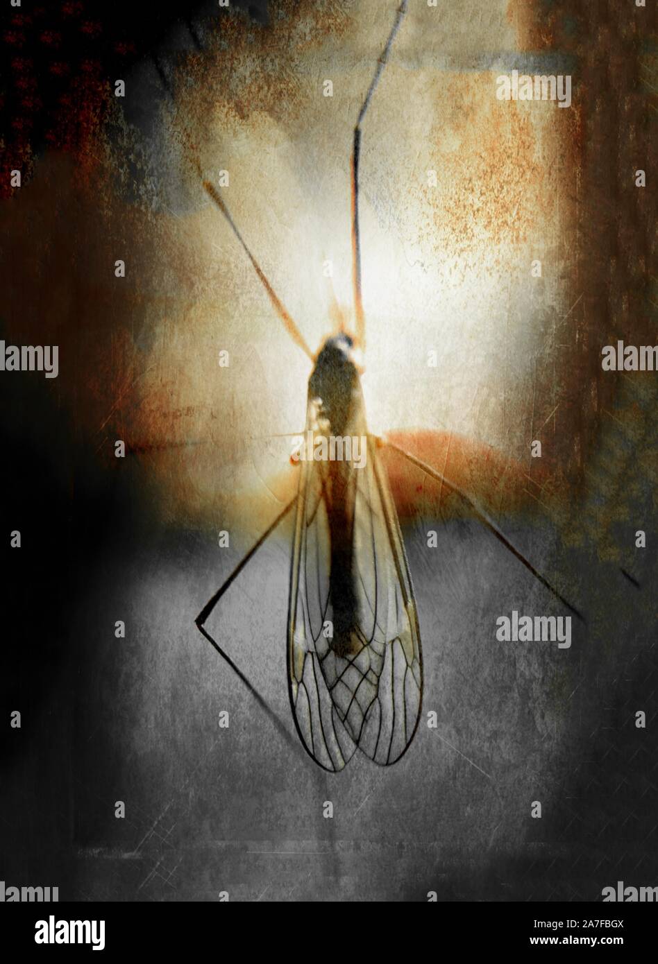 Illustration of fly on a window Stock Photo - Alamy