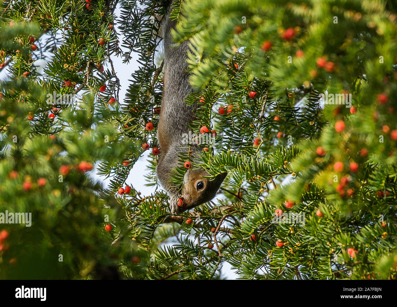 Gavin grey hi-res stock photography and images - Alamy