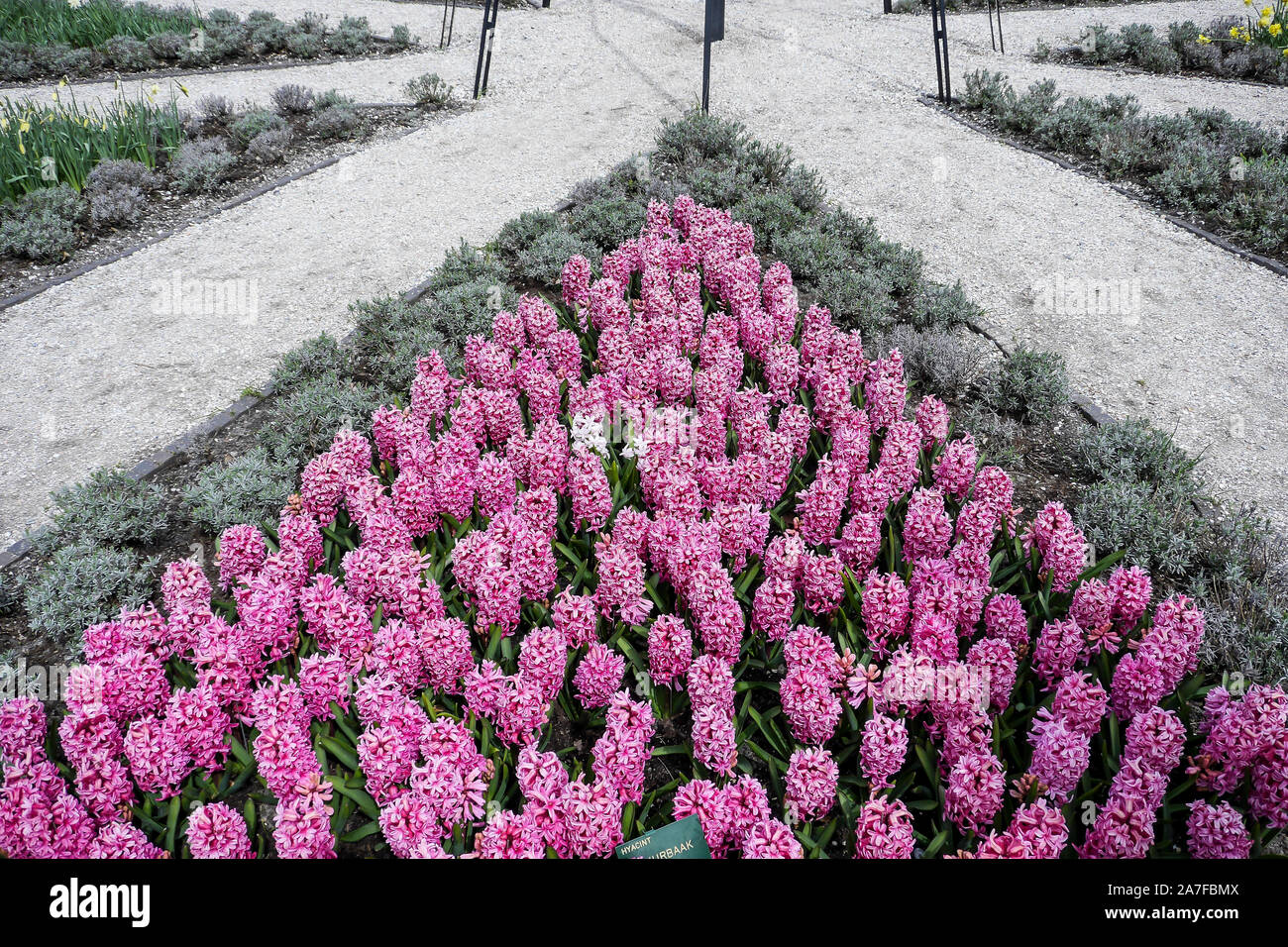 Ornamental garden of pink hyacinth flowers in triangular arrangement ...