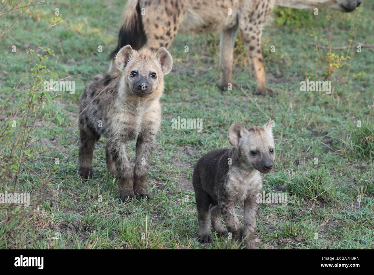 Spotted hyena black cub in the african savannah Stock Photo - Alamy