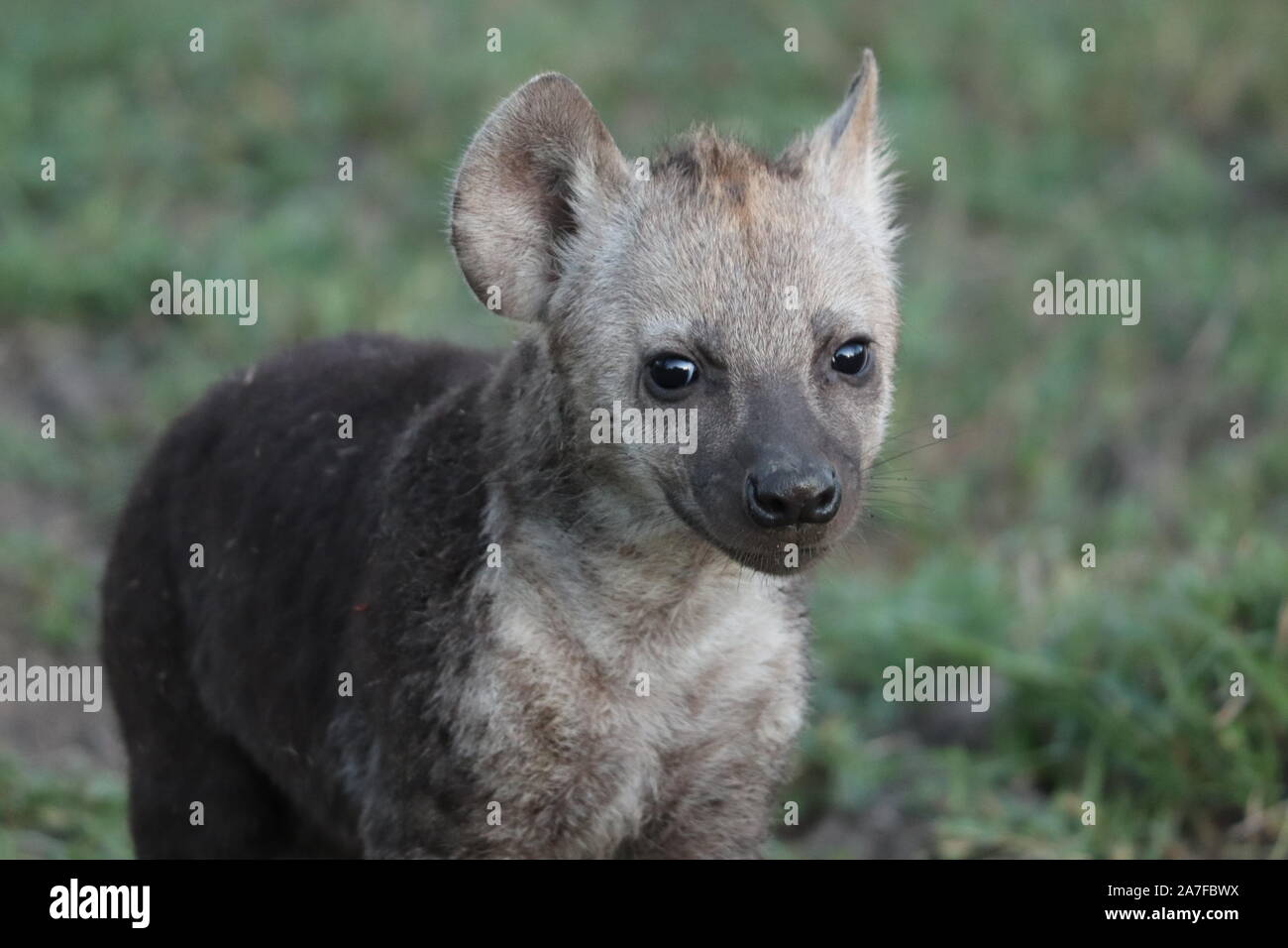 Young hyena face closeup Stock Photo - Alamy