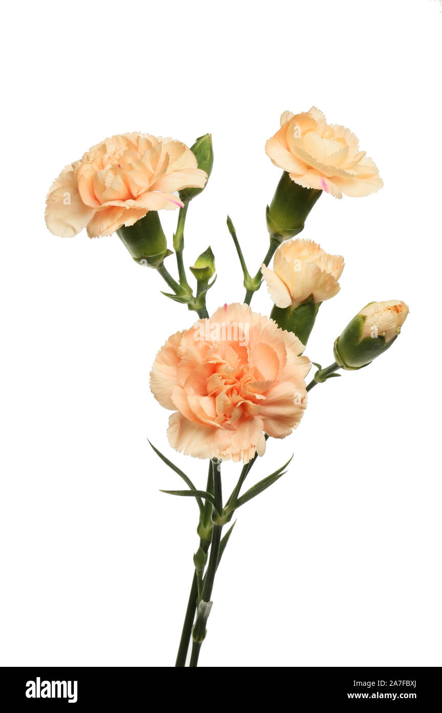 Salmon colored carnation flowers isolated against white Stock Photo - Alamy