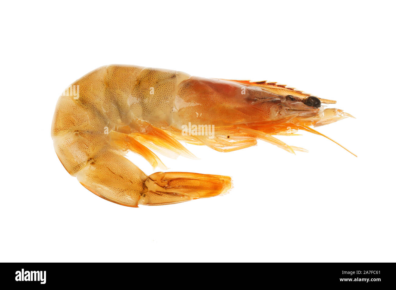 Raw tiger prawn isolated against white Stock Photo - Alamy