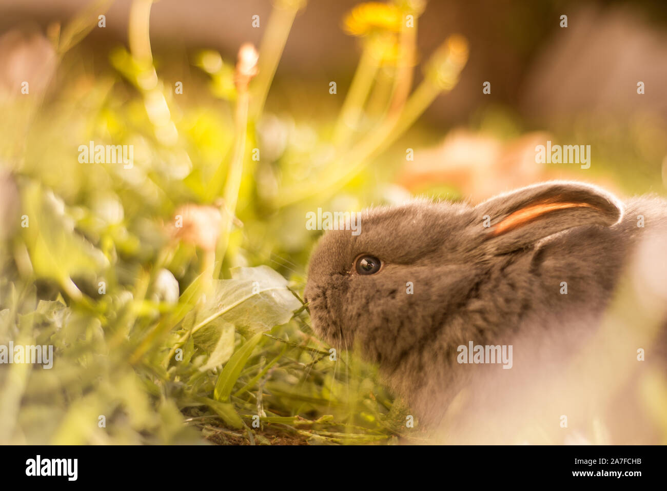 Cute gray haired Japanese dwarf rabbit, sniffing at weeds in a garden ...