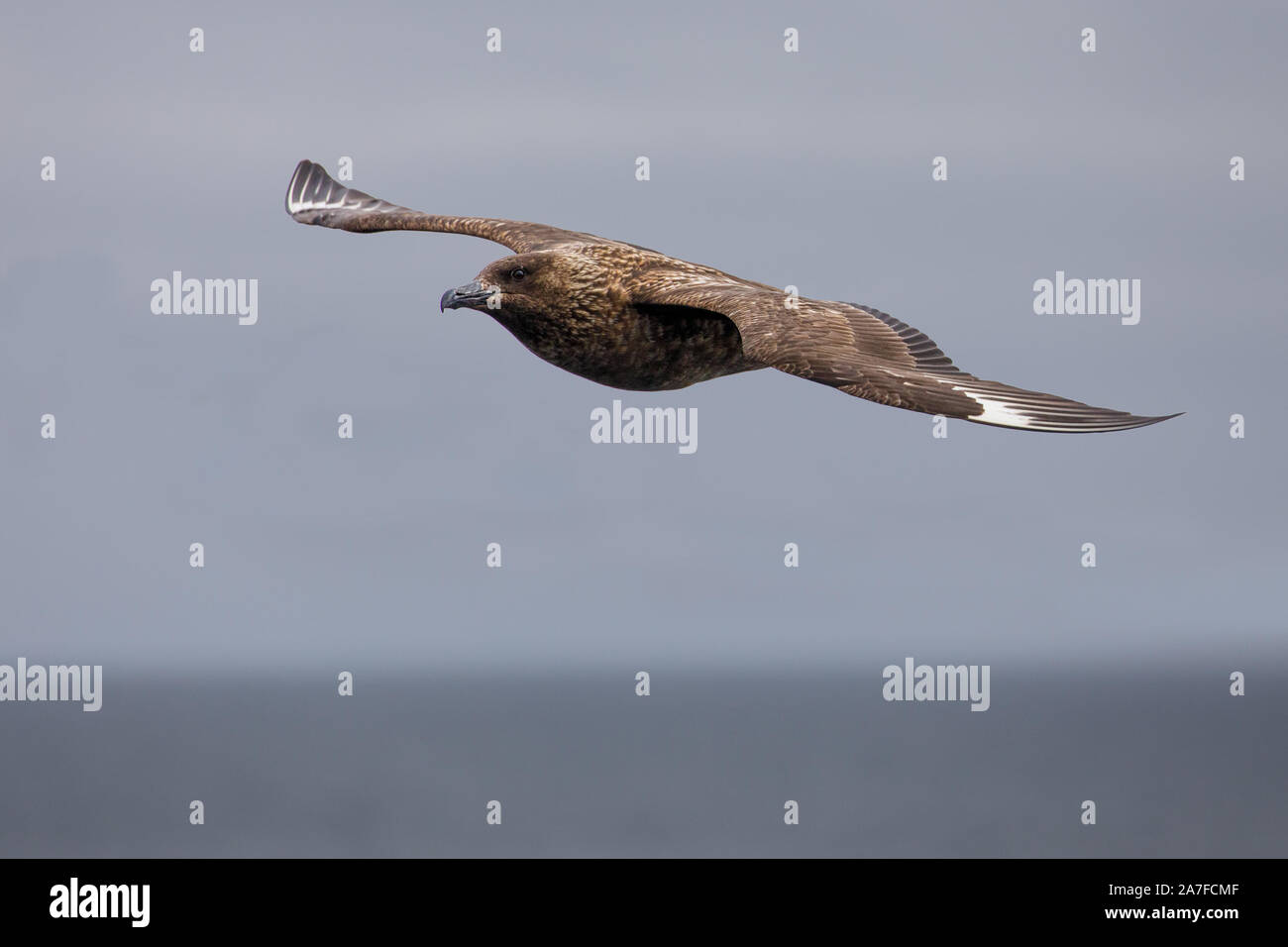 Great Skua, Catharacta skua, in flight Stock Photo - Alamy