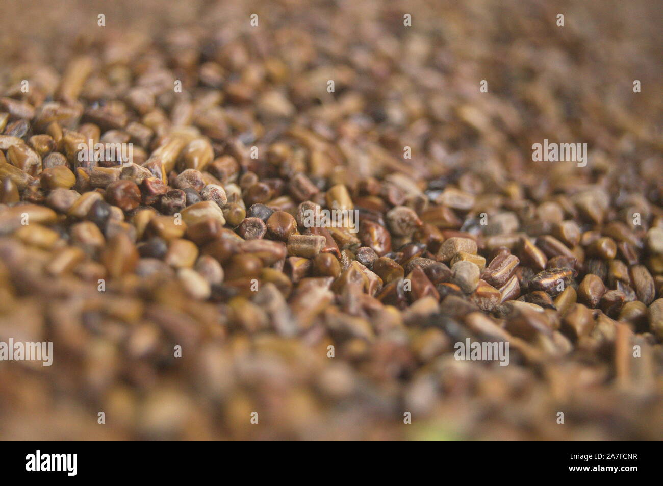 Dried buckwheat hi-res stock photography and images - Alamy