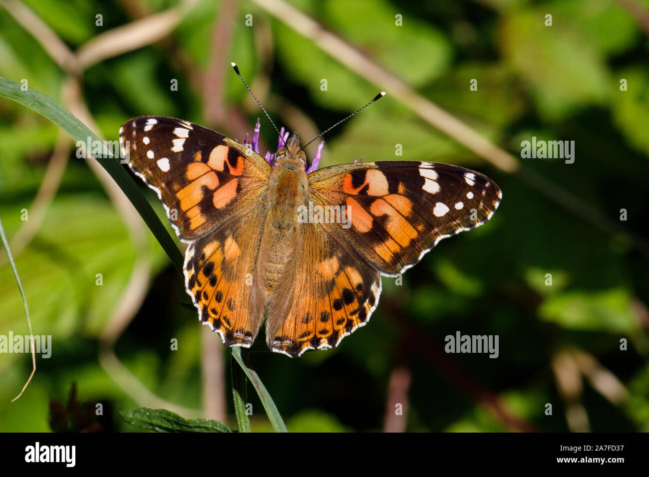 Painted Lady butterfly, Vanessa cardui Stock Photo - Alamy