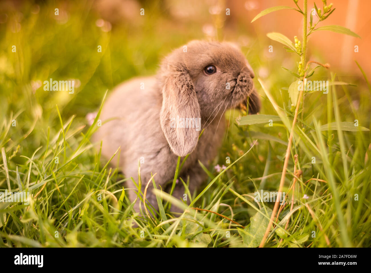 Cute gray haired Japanese dwarf rabbit, with hanging ears in a garden ...