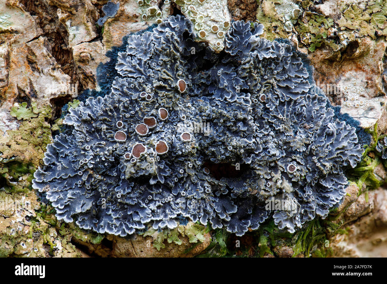 Red-eyed shingle lichen, Pannaria rubiginosa Stock Photo - Alamy