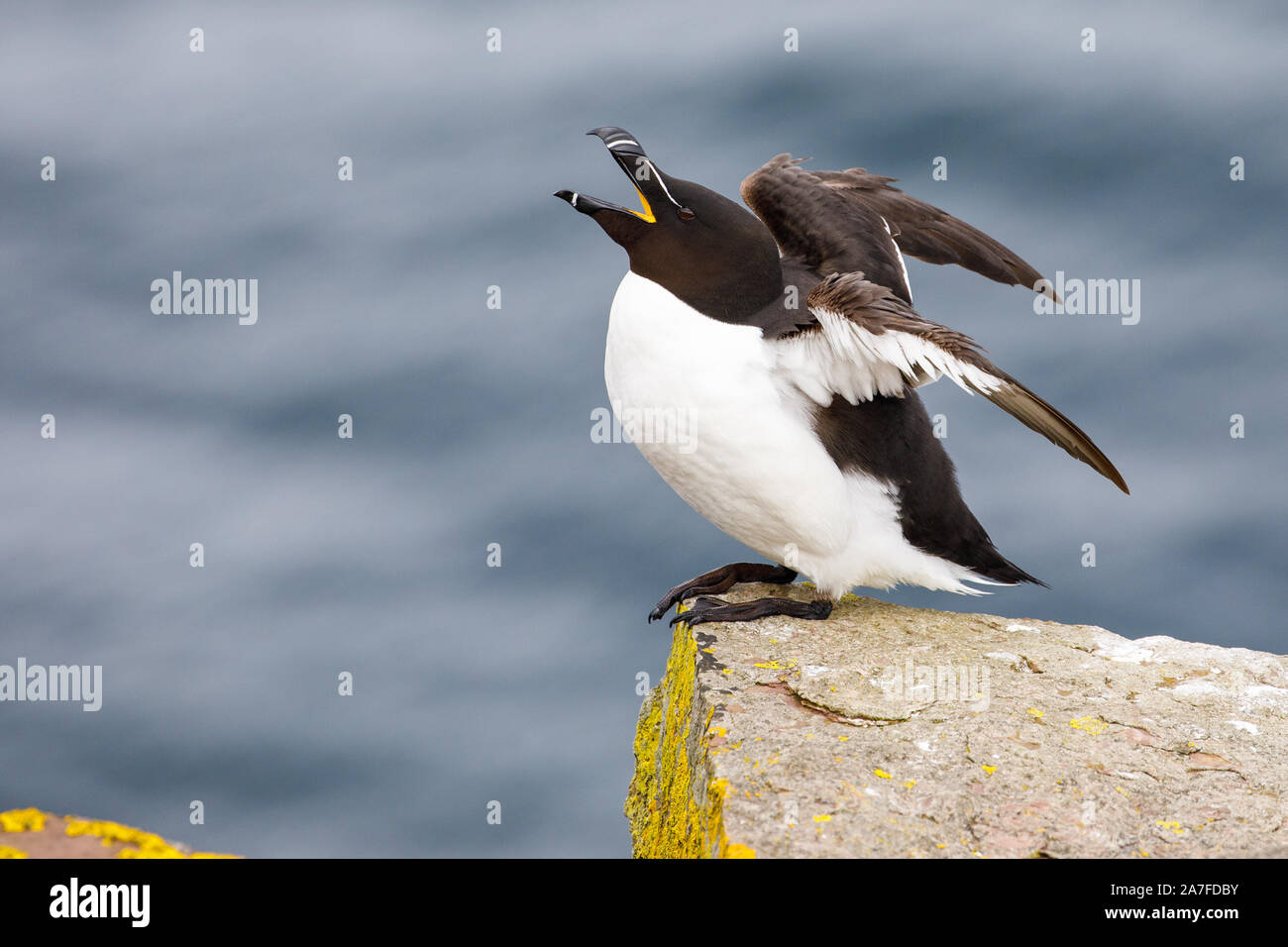 Razorbill auk hi-res stock photography and images - Alamy