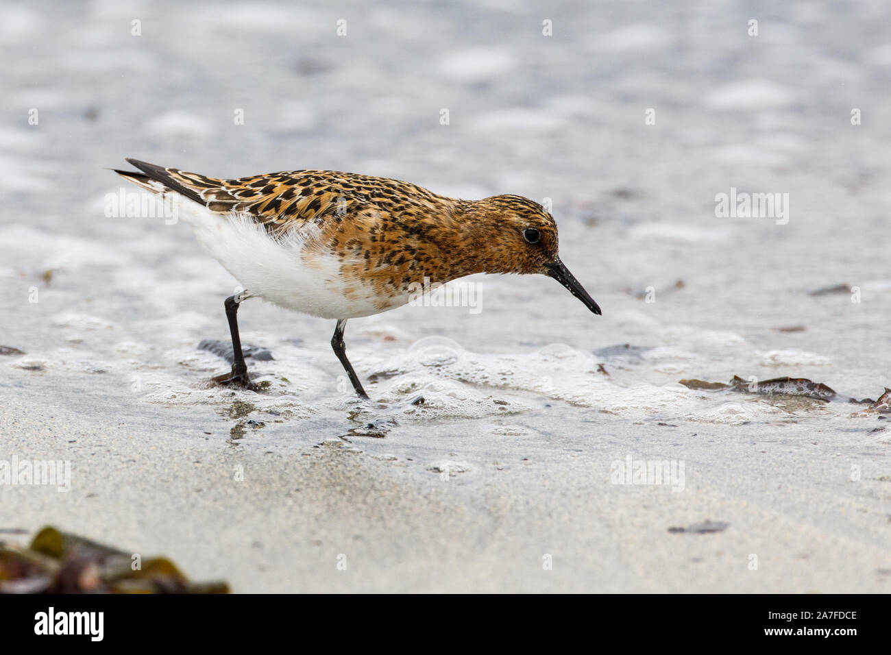Sanderling migration hi-res stock photography and images - Alamy
