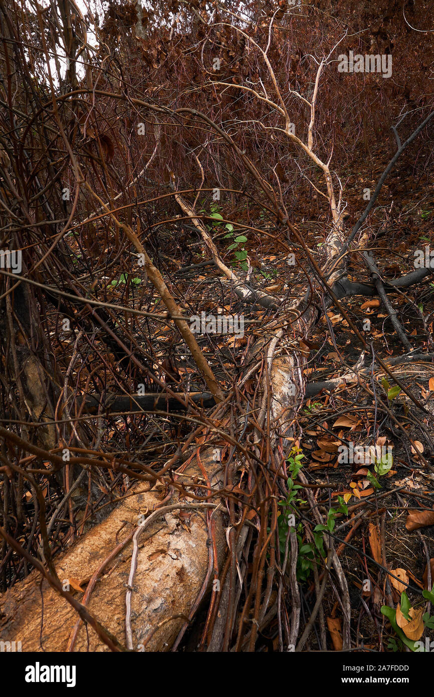 Hazard fallen trees hi-res stock photography and images - Alamy