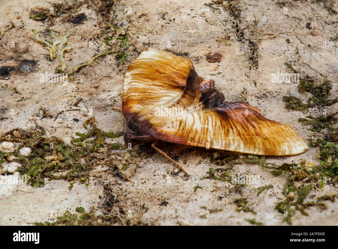 Scorched Wing moth, Plagodis dolabraria Stock Photo - Alamy