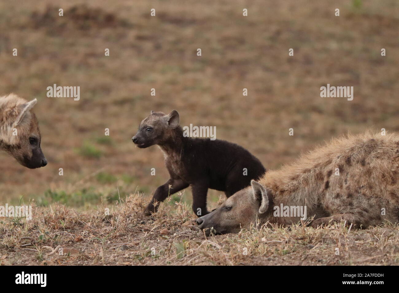 Spotted hyena black cub in the african savannah Stock Photo - Alamy