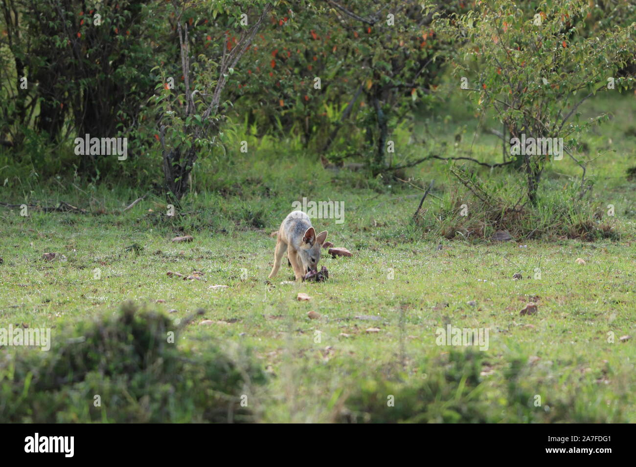 Jackal canis mesomelas young hi-res stock photography and images - Alamy