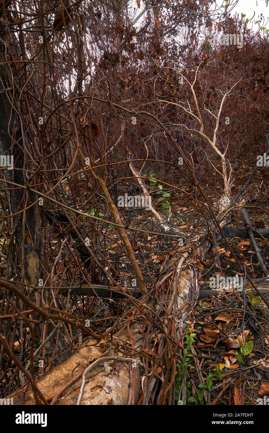 Burnt Fallen Tree High Resolution Stock Photography and Images - Alamy