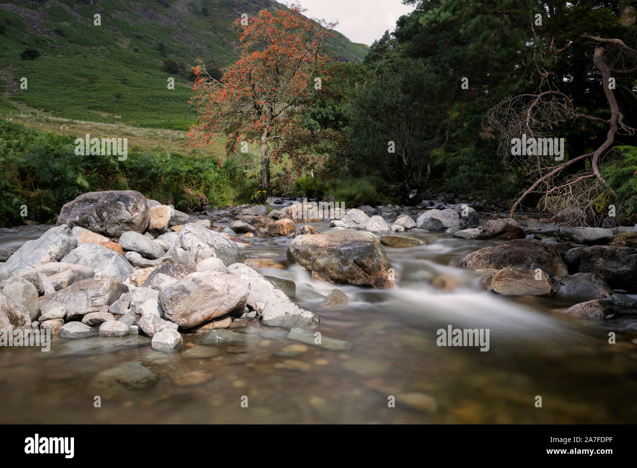 Rowan Tree ( Sorbus Aucuparia ) on the edge of a beck in Wasdale, Lake ...