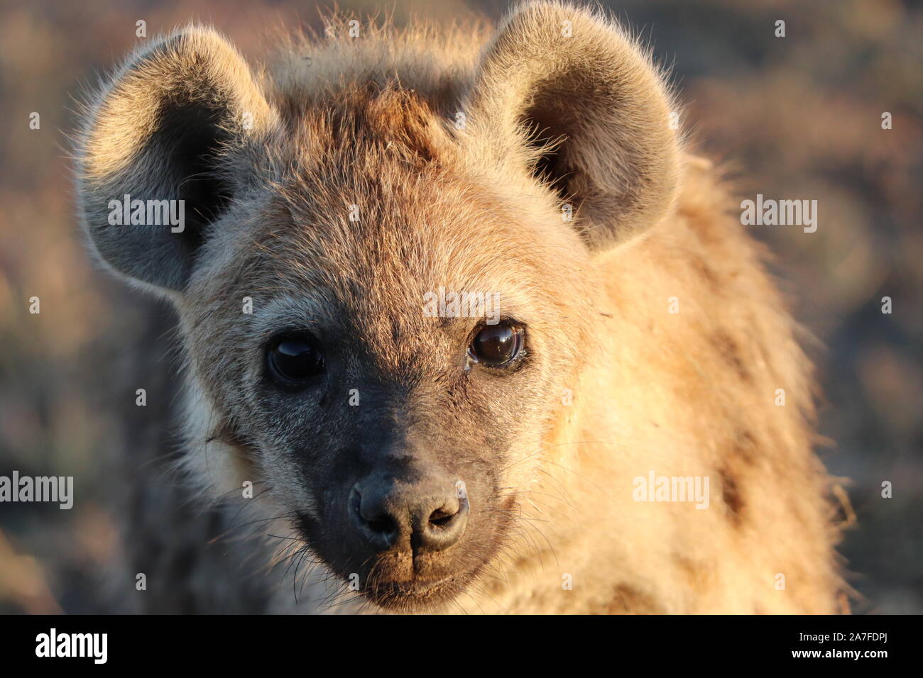 Young hyena face closeup Stock Photo - Alamy