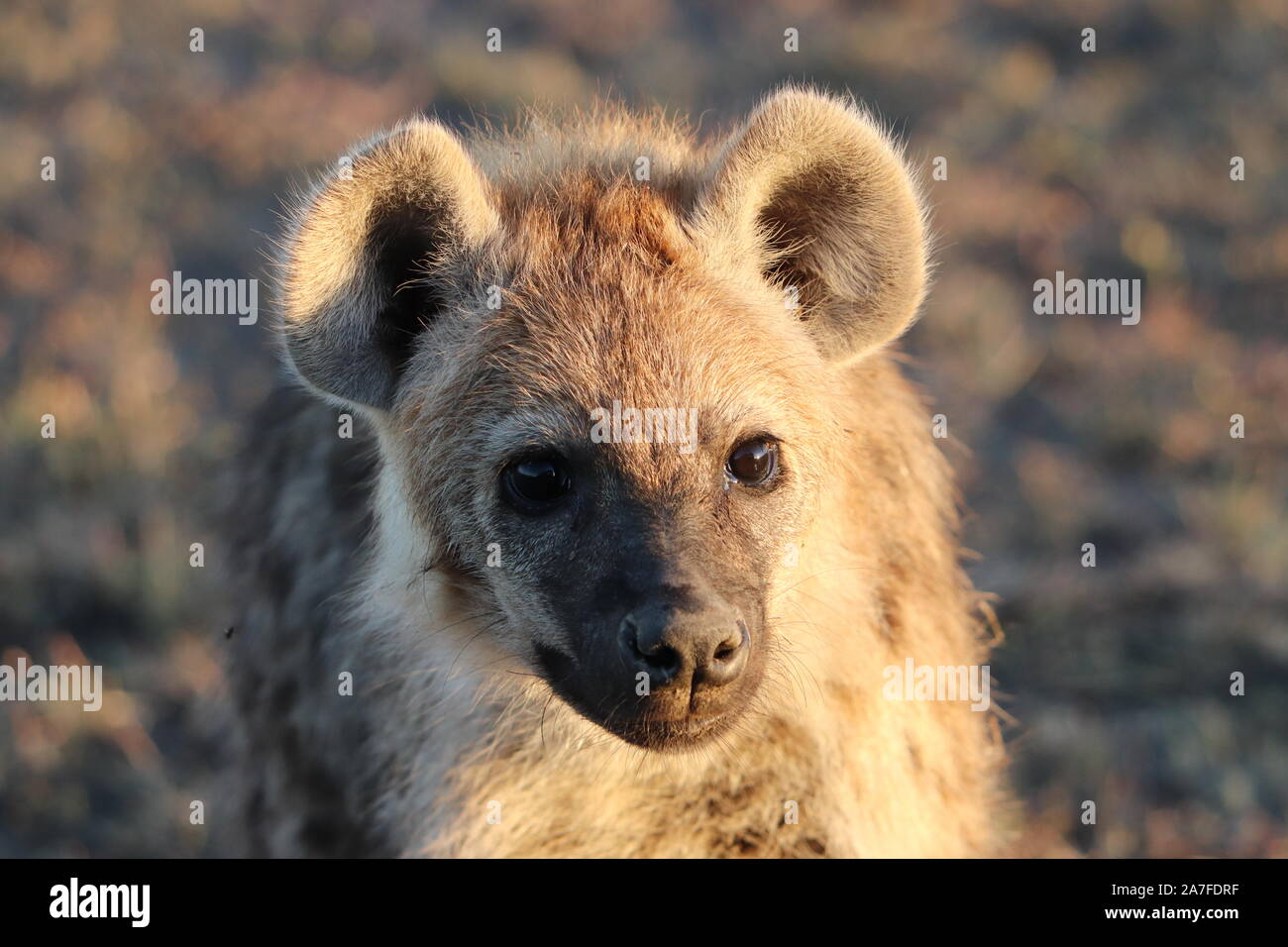 Hyena face hi-res stock photography and images - Alamy