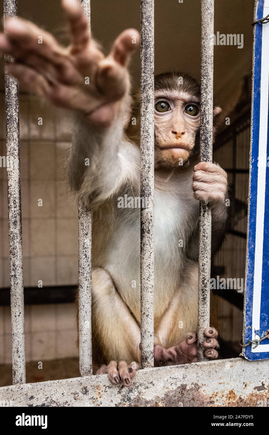 Monkey big eyes hi-res stock photography and images - Alamy