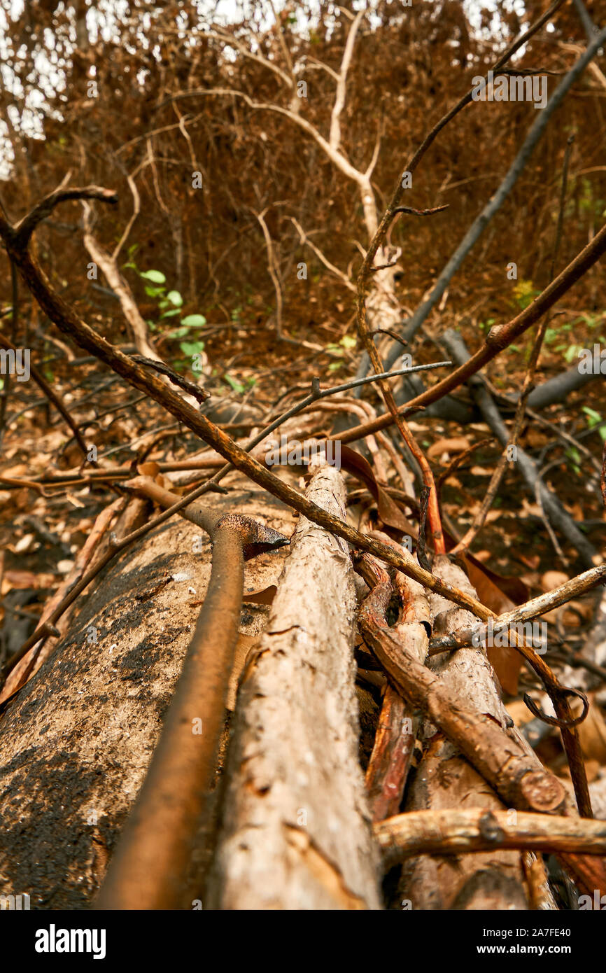Burnt Fallen Tree High Resolution Stock Photography and Images - Alamy