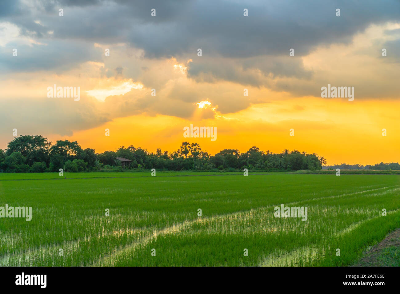 golden sunset on rice field during planting season Stock Photo - Alamy