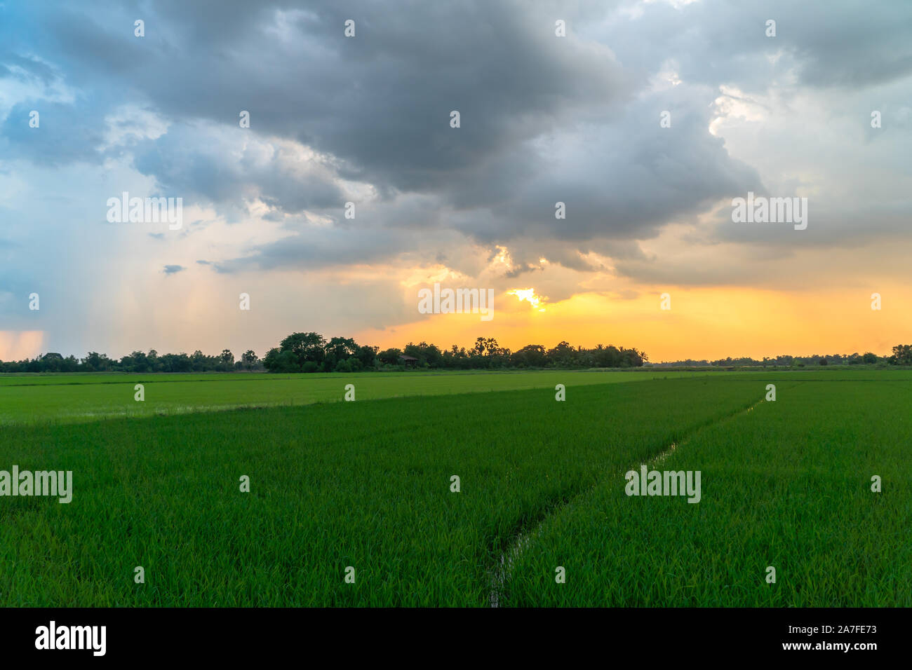 golden sunset on rice field during planting season Stock Photo - Alamy
