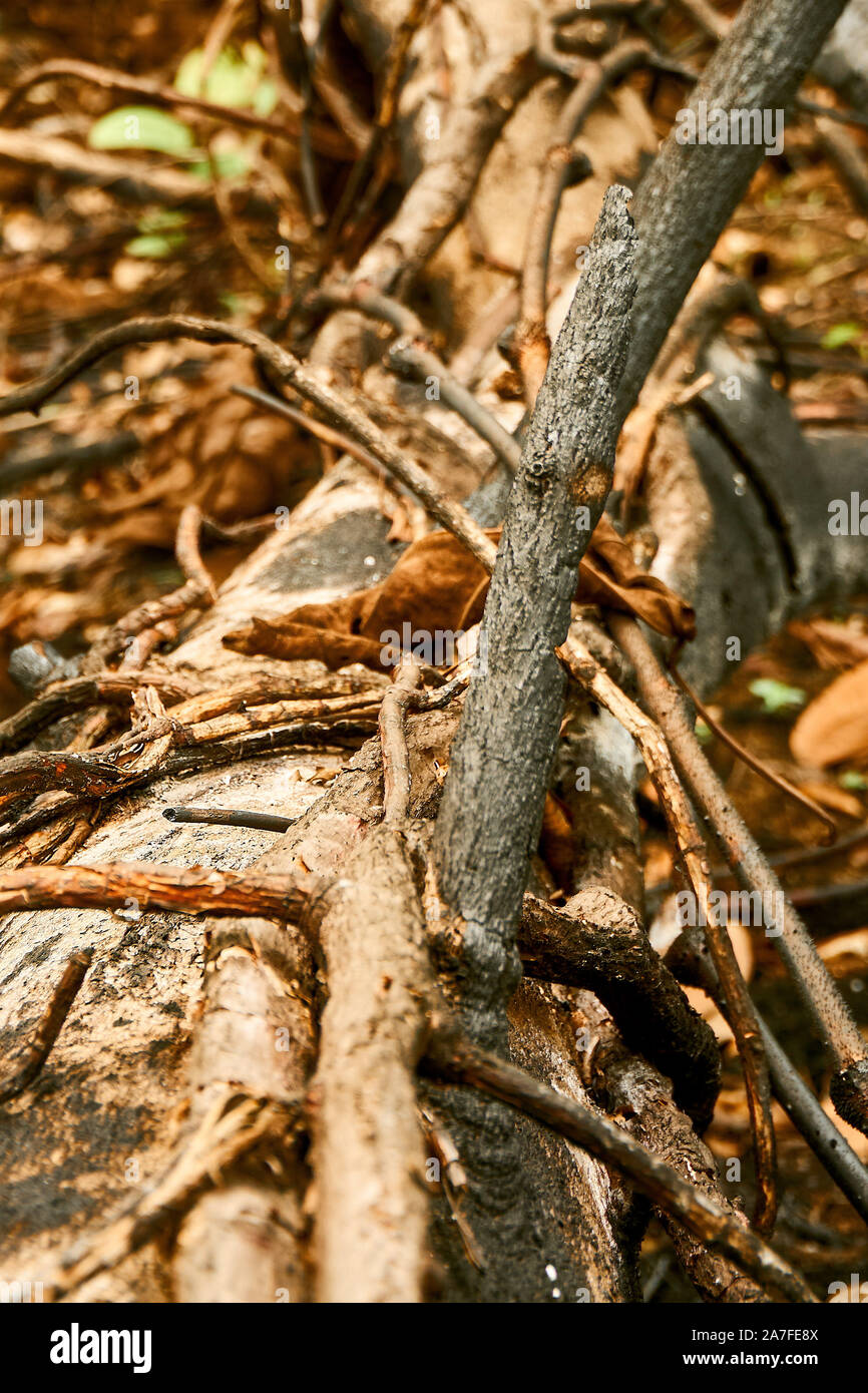 forest fire, burnt trees after forest fire. fallen tree because ...