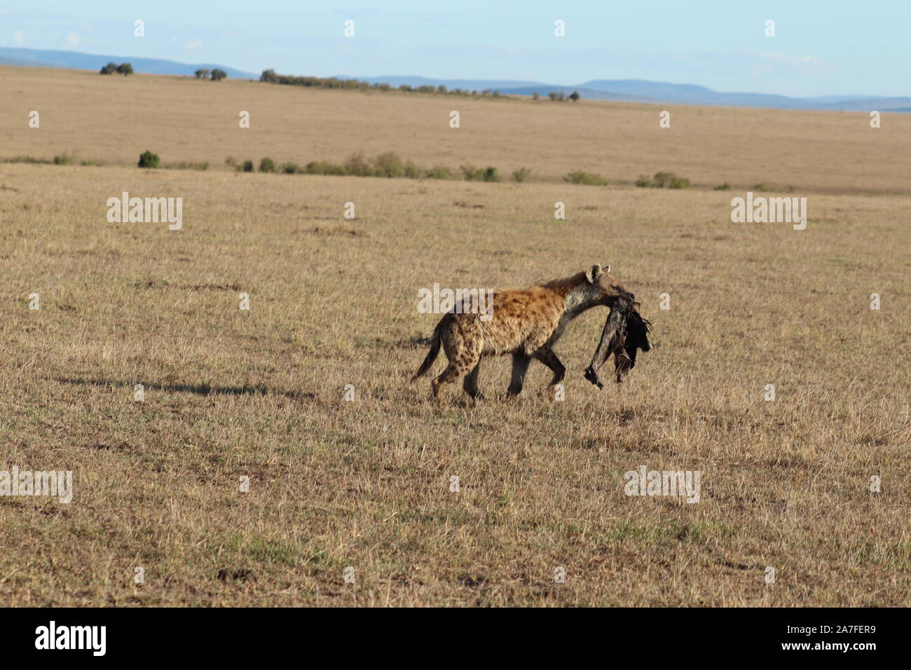 Spotted hyena with a wildebeest skin, in the african savannah Stock ...