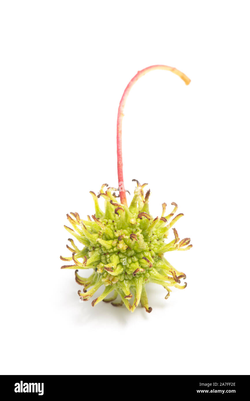 A single example of the fruit of the American sweetgum tree ...