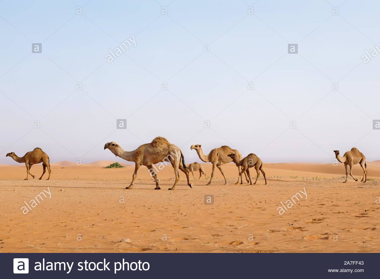 Saudi Arabia Desert Camel Stock Photos & Saudi Arabia Desert Camel ...