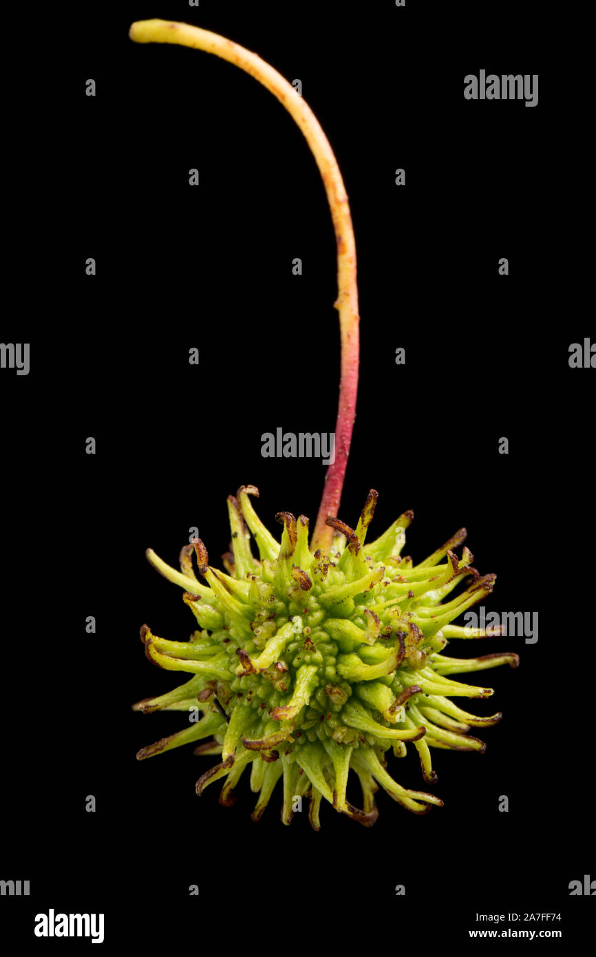 A single example of the fruit of the American sweetgum tree ...