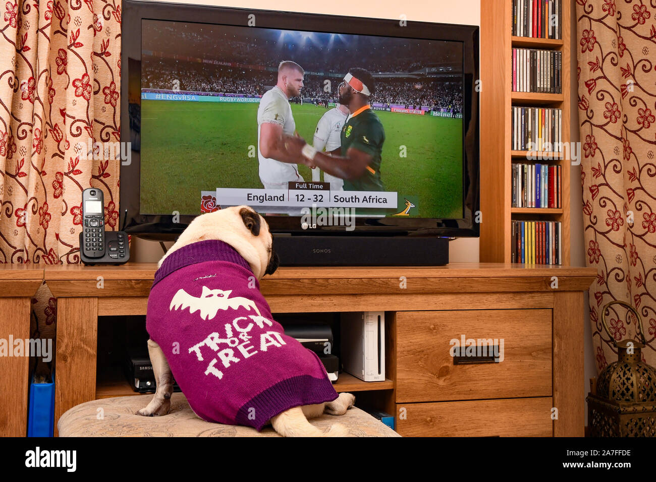 2019 pug watching results rugby world cup tv credit hi-res stock ...
