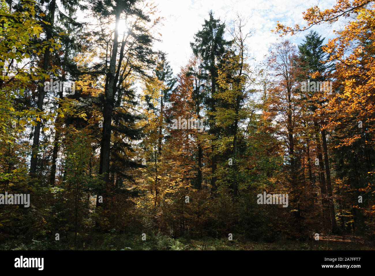 Wald im herbst hi-res stock photography and images - Alamy