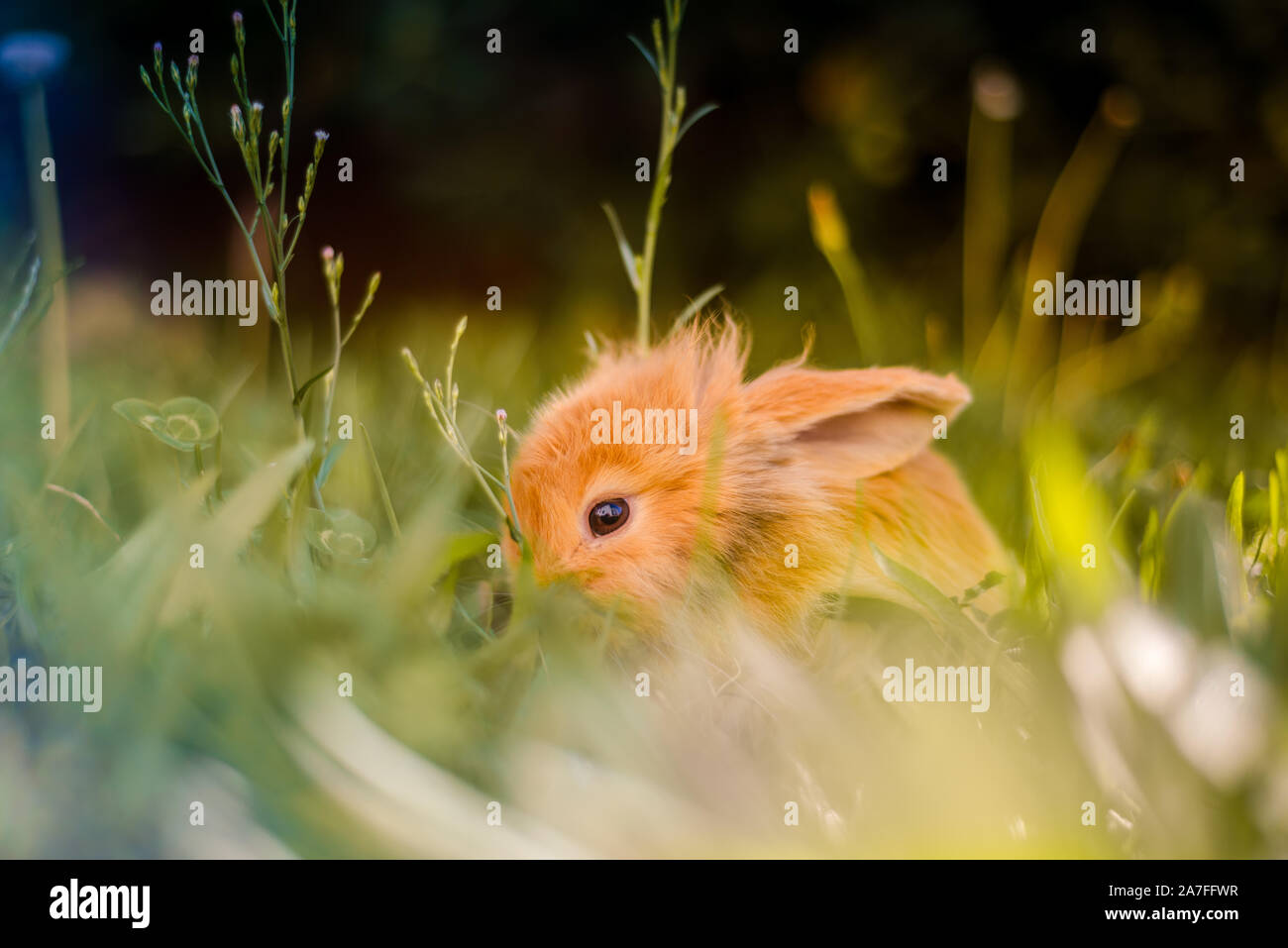 Cute orange Japanese dwarf rabbit in garden eating grass with one ear ...