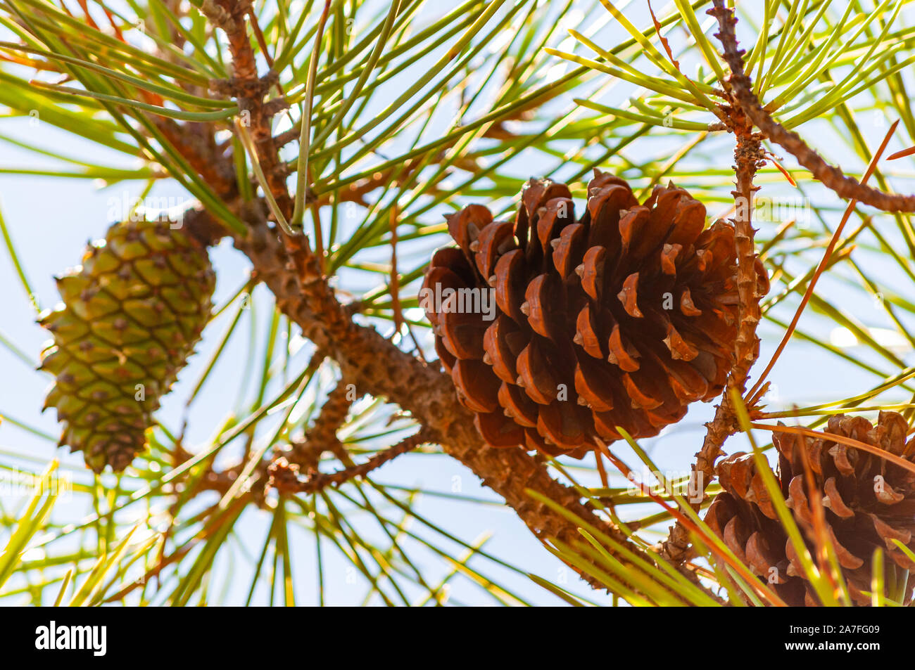 Closeup of a new green and old dried pine cones hanging on a branch of ...