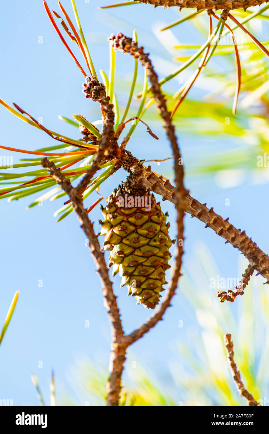Lower closeup of a new green pine cone hanging on a branch of a ...