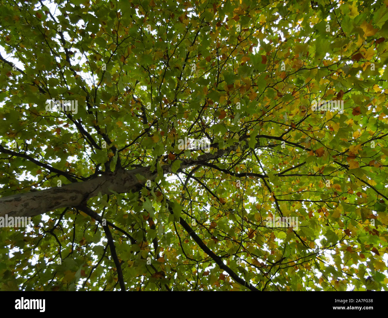Looking at beautiful colored autumn tree from below Stock Photo - Alamy