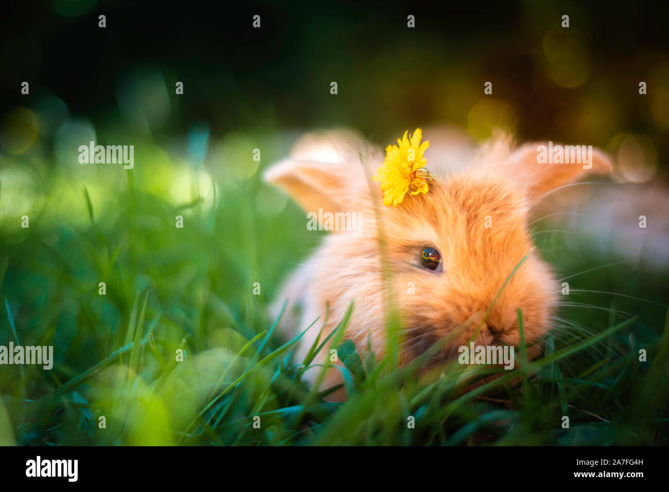 Cute orange Japanese dwarf rabbit in garden eating grass with a yellow ...