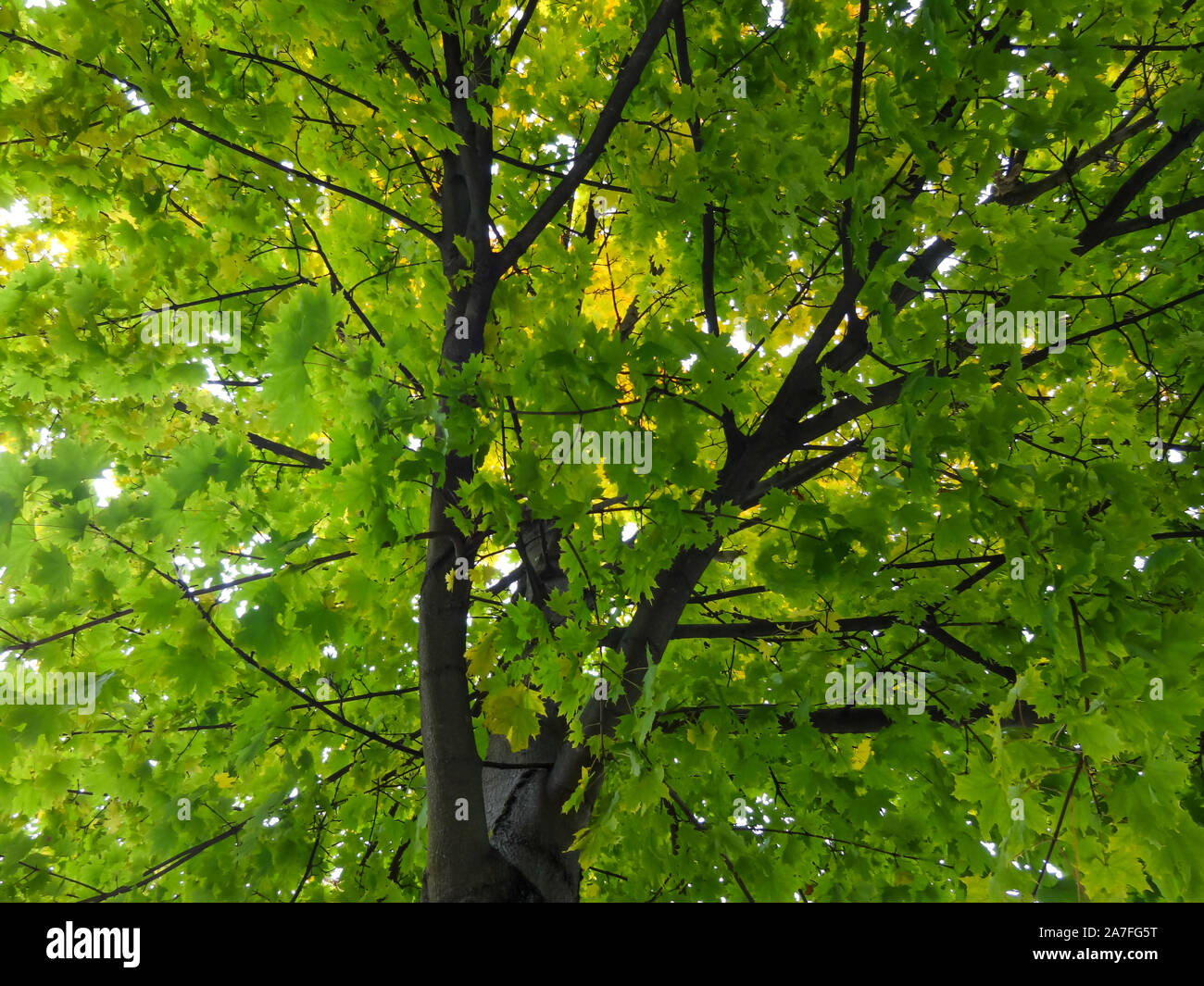 Looking at beautiful colored autumn tree from below Stock Photo - Alamy