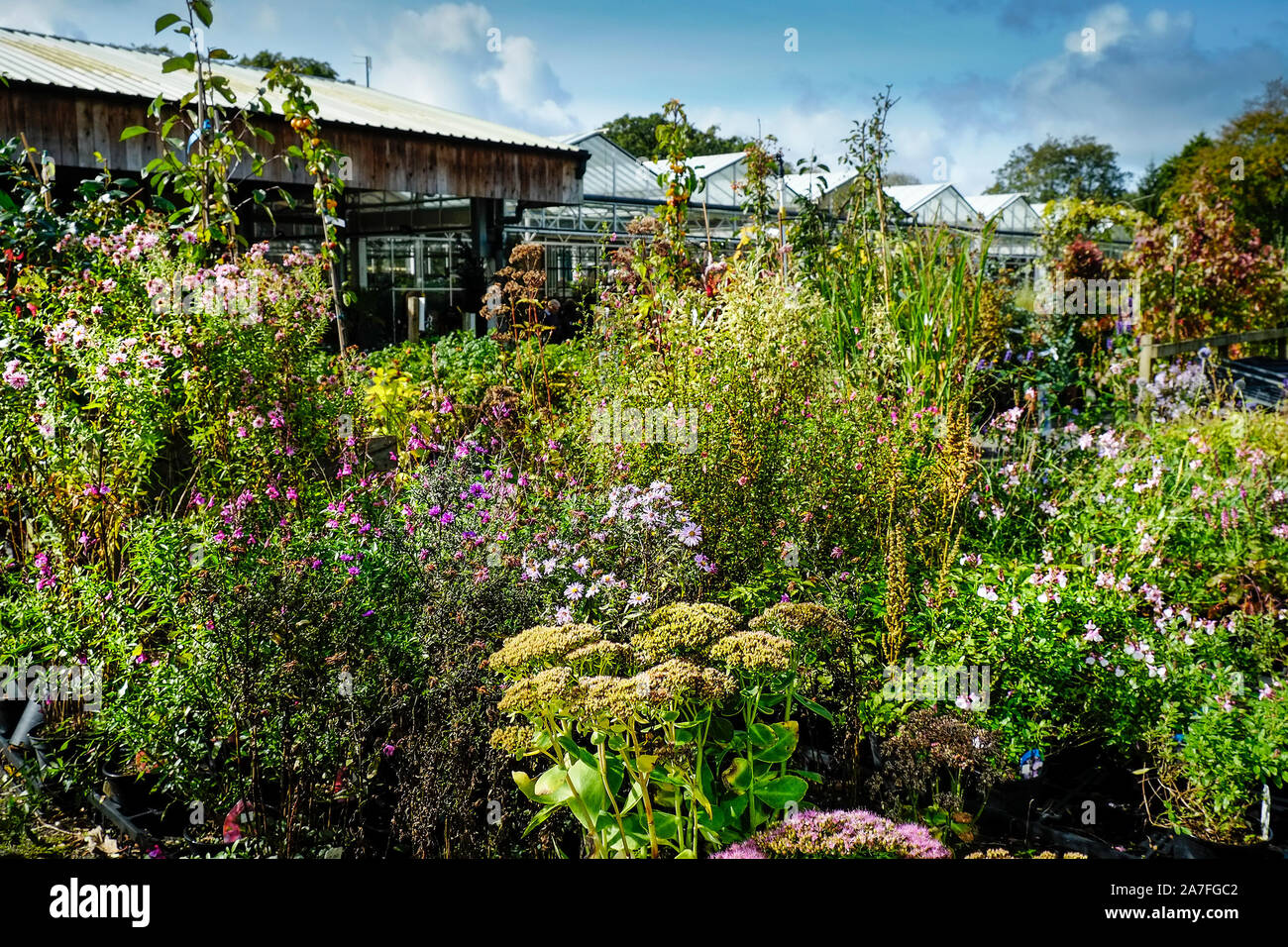 Various plants and shrubs on display in a Garden nursery centre Stock ...