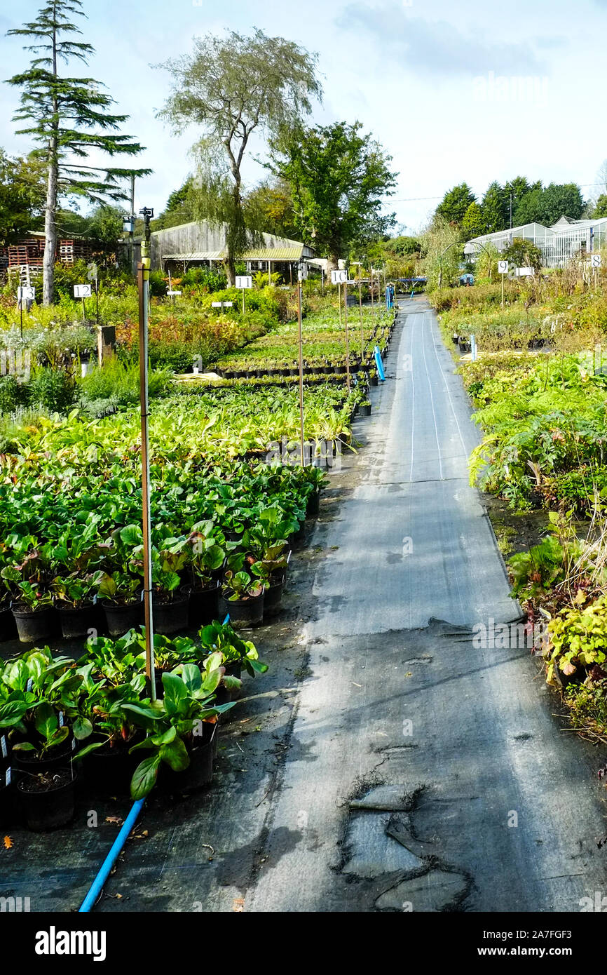 Plants and shrubs on display in a large garden nursery centre Stock ...